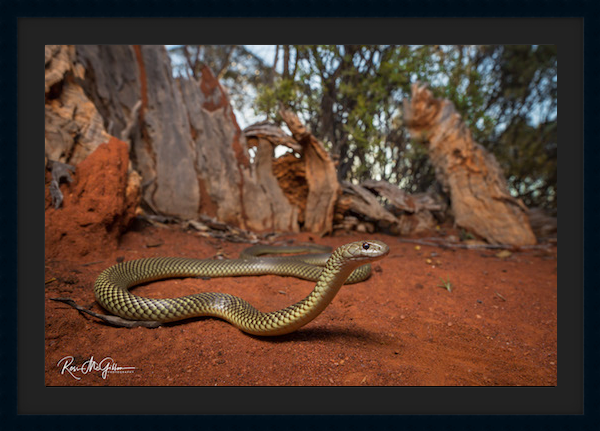 Australian Reptile Photographer Ross McGibbon | Mulga Snake Prints