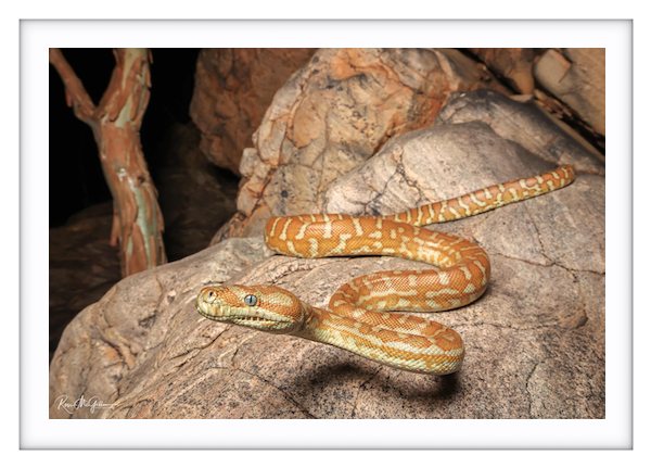 Australian Reptile Photographer Ross McGibbon | Centralian Carpet ...