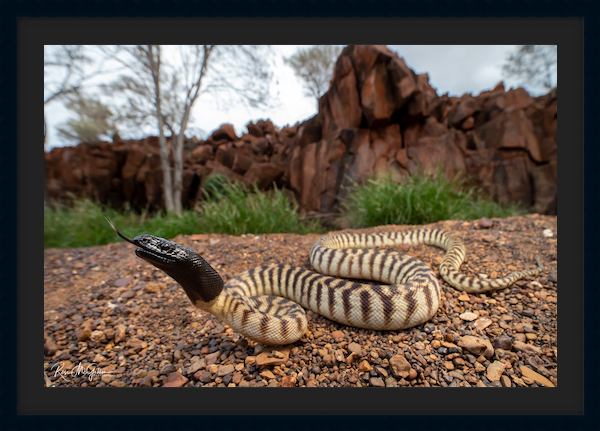 Australian Reptile Photographer Ross McGibbon | Black-Headed Python Prints