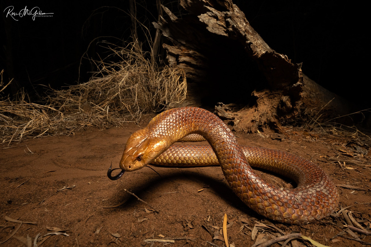 Australian Reptile Photographer Ross McGibbon | Mulga Snake Prints