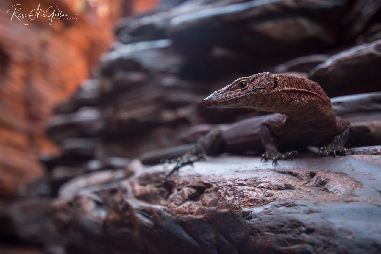Australian Reptile Photographer Ross McGibbon | Southern Pilbara Rock ...