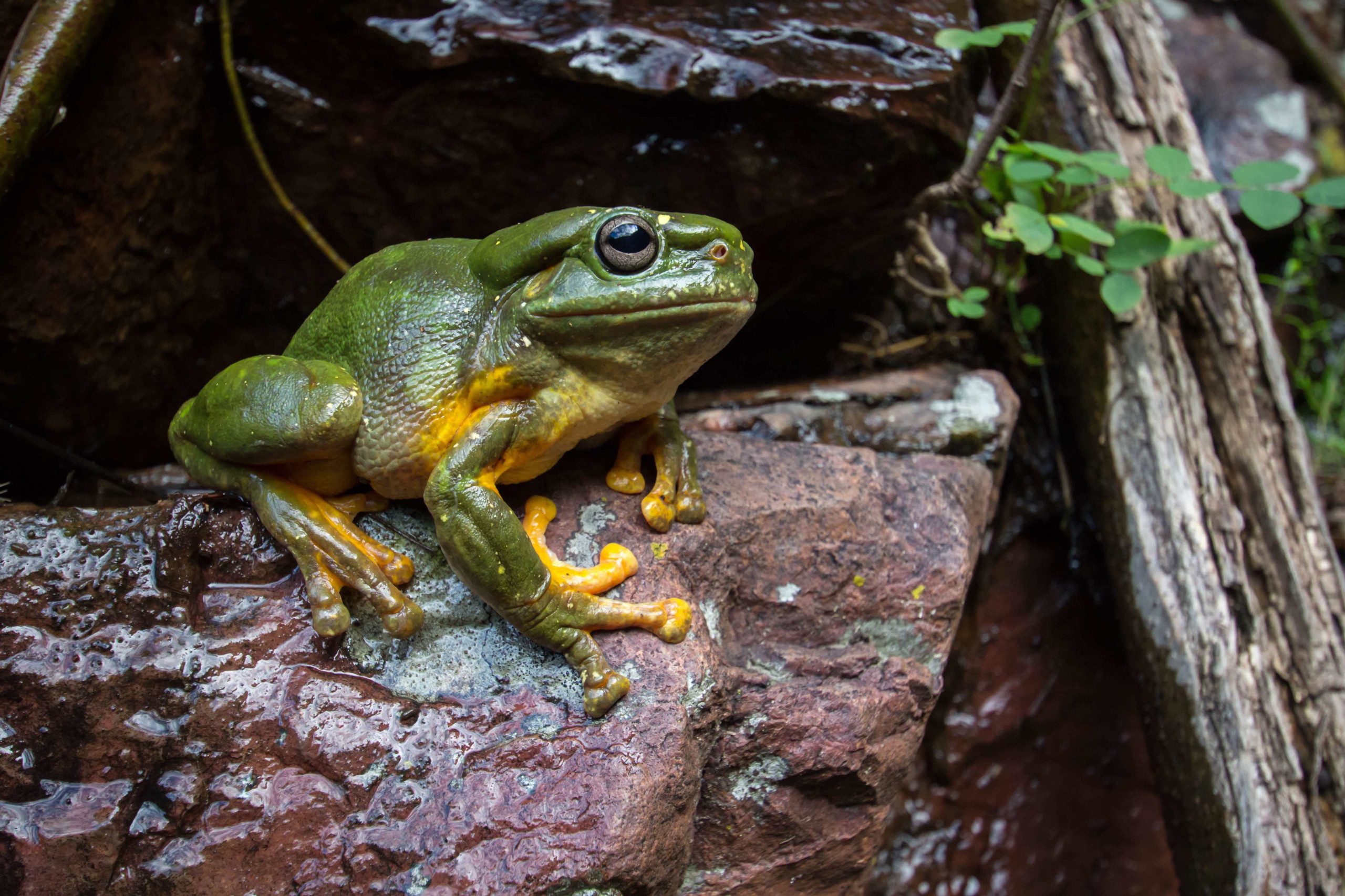Australian Reptile Photographer Ross McGibbon | Magnificent Tree Frog ...