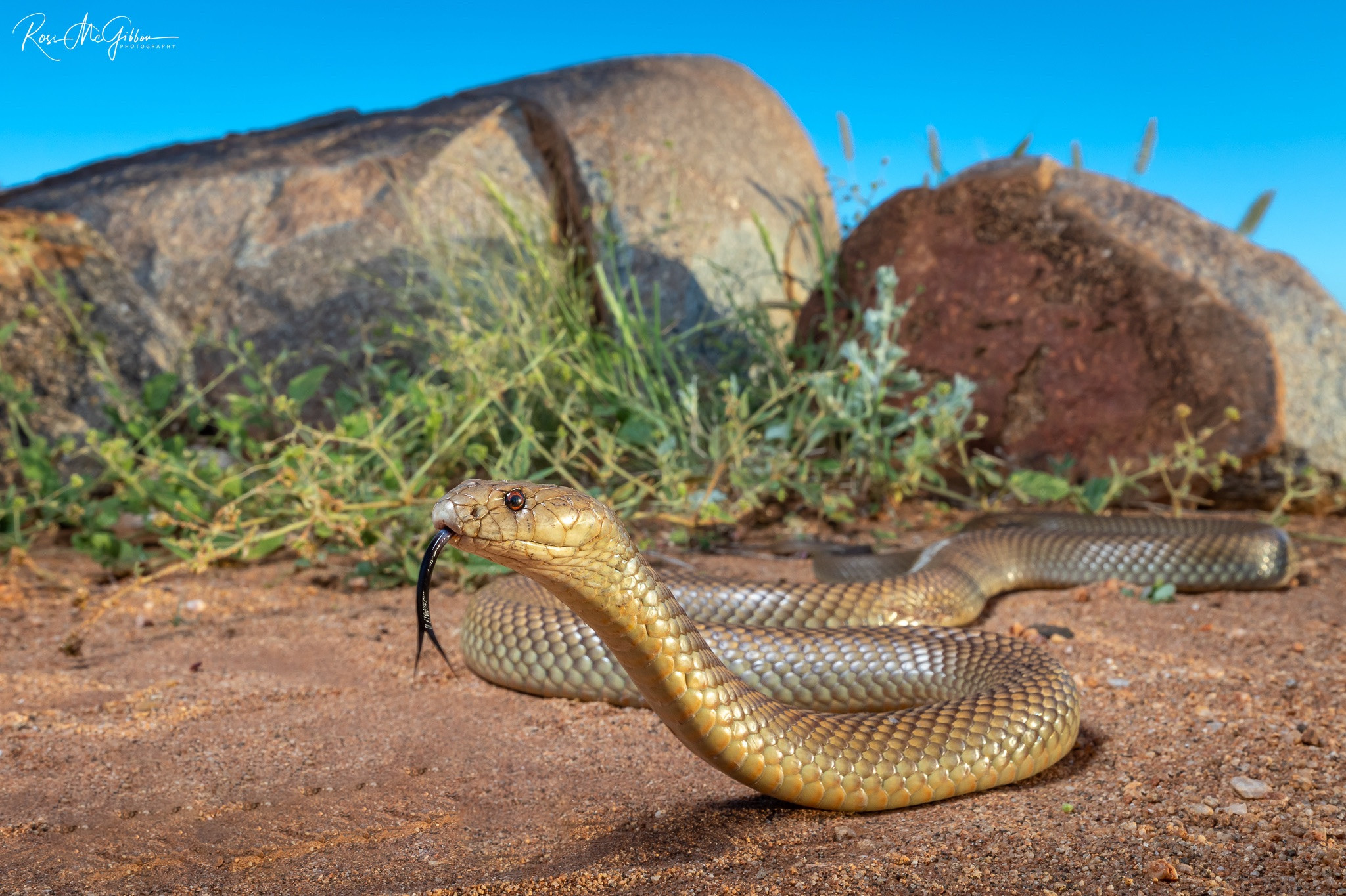 Australian Reptile Photographer Ross McGibbon | Mulga Snake Prints