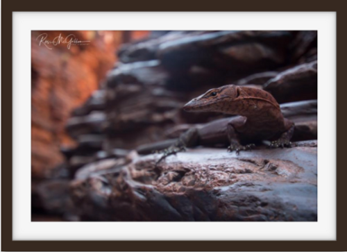 Australian Reptile Photographer Ross McGibbon | Southern Pilbara Rock ...