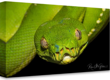 Australian Reptile Photographer Ross McGibbon | Green Python Prints