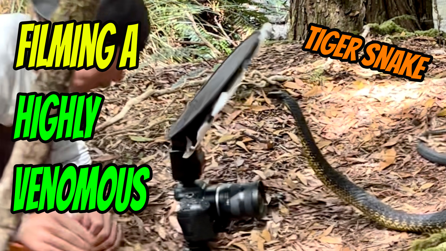 Filming a Highly Venomous Tiger Snake + Behind the Scenes Footage ...