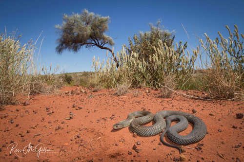 Australian Reptile Photographer Ross McGibbon | Mulga Snake Prints