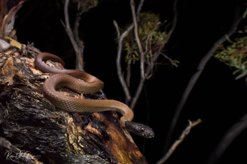 Australian Reptile Photographer Ross McGibbon | Lake Cronin snake Prints