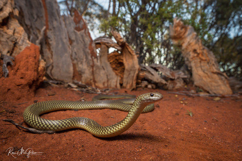 Australian Reptile Photographer Ross McGibbon | Mulga Snake Prints