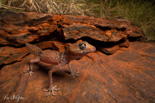 Australian Reptile Photographer Ross McGibbon | Pilbara barking gecko ...
