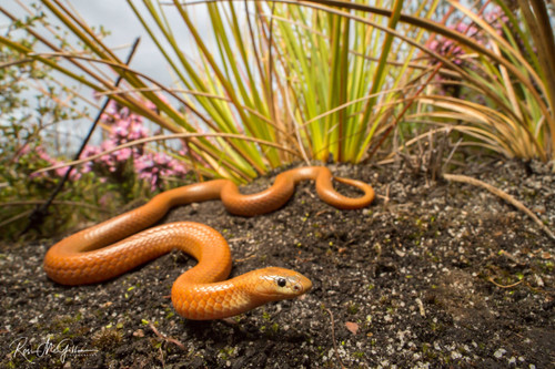 Australian Reptile Photographer Ross McGibbon | Square-nosed Snake Prints