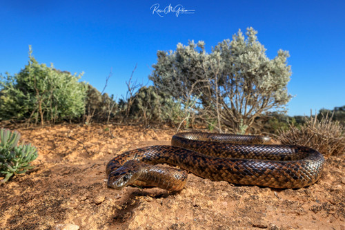 Australian Reptile Photographer Ross McGibbon | Dugite Prints