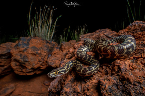 Australian Reptile Photographer Ross McGibbon | Stimson’s Python Prints