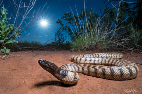Australian Reptile Photographer Ross McGibbon | Black-headed python Print
