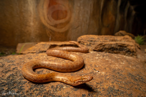Australian Reptile Photographer Ross McGibbon | Pygmy Python Prints