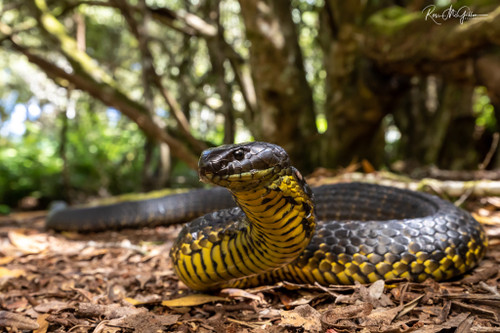 Australian Reptile Photographer Ross McGibbon | Tiger Snake Digital Prints
