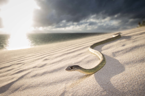Australian Reptile Photographer Ross McGibbon | Reticulated whipsnake ...