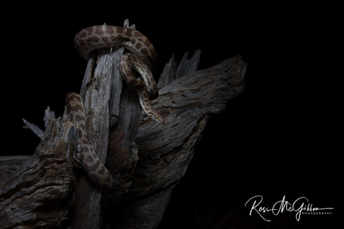 Australian Reptile Photographer Ross McGibbon | Stimson’s Python ...