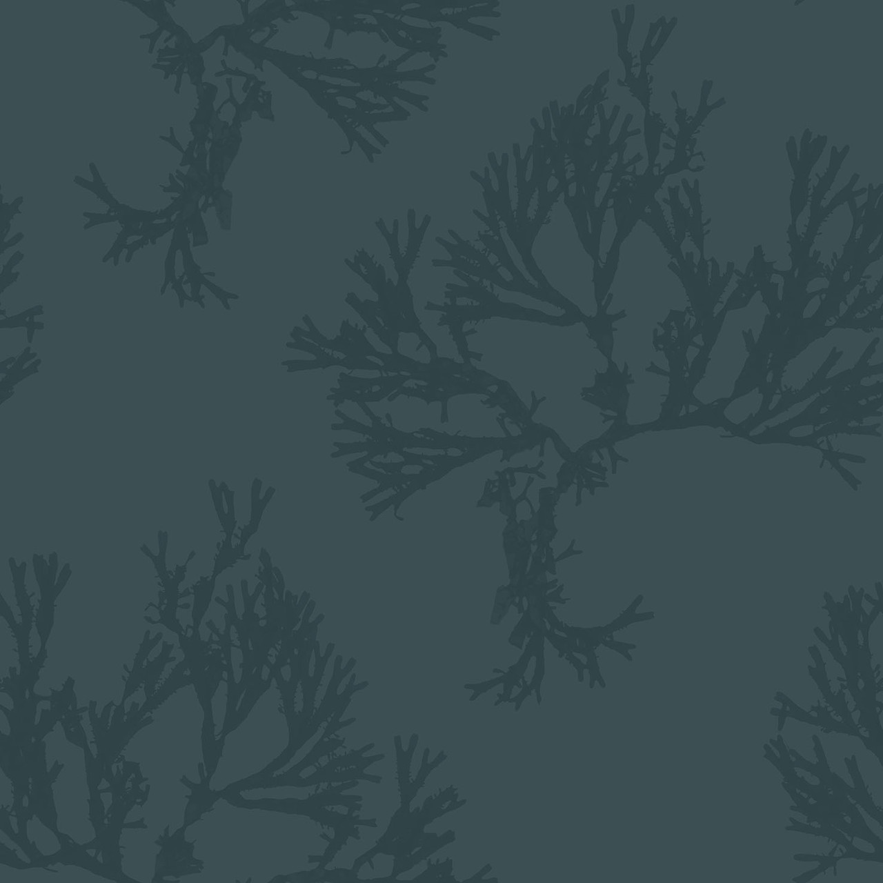 Seaweed Sample
