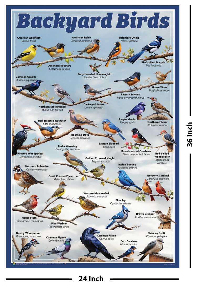 Backyard Birds Educational Poster - 24 x 36 inches