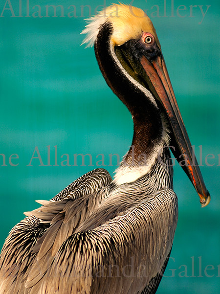 Pelican Traditional - The Allamanda Gallery