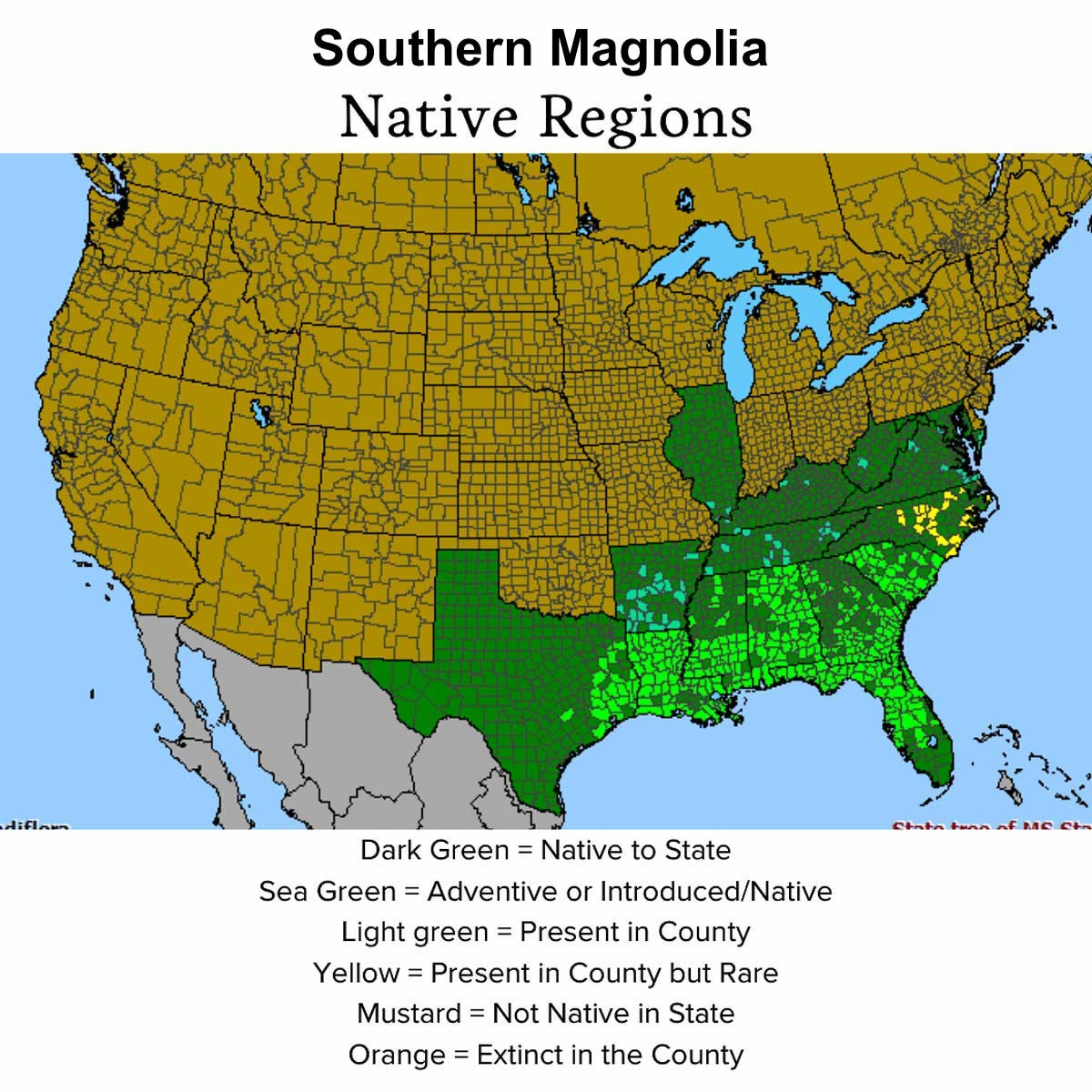 Audubon® Native Magnolia Trees | Eartheasy.com