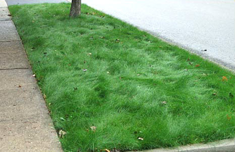 Wildflower Farm's Eco-Lawn 50 lb Grass Seed Coverage - Eartheasy