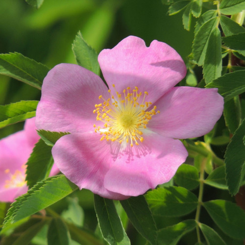 Audubon® Native Potted Rose | Eartheasy.com