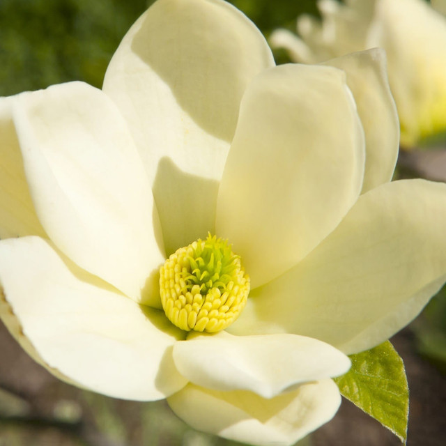 Audubon® Native Magnolia Trees | Eartheasy.com