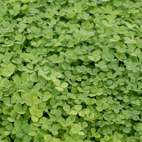 How to Grow Microclover – Eartheasy | Eartheasy