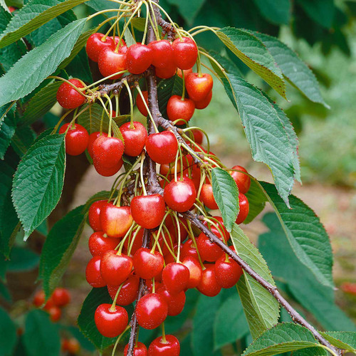 Grow Your Own Cherry Tree: A Step-by-Step Guide – Eartheasy | Eartheasy