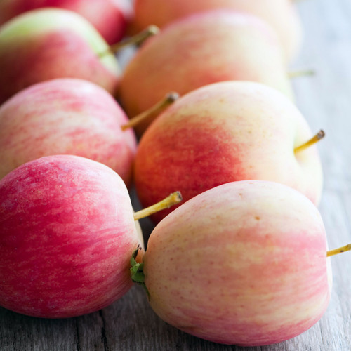 Plant and Grow Fig Trees: A Beginner’s Guide – Eartheasy | Eartheasy