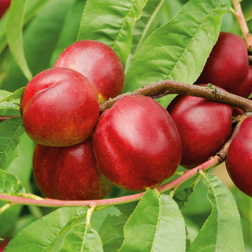 Grow Your Own Cherry Tree: A Step-by-Step Guide – Eartheasy | Eartheasy