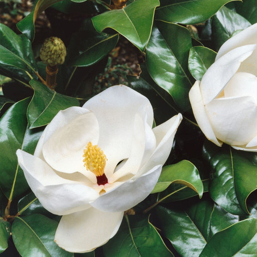 Audubon® Native Magnolia Trees | Eartheasy.com