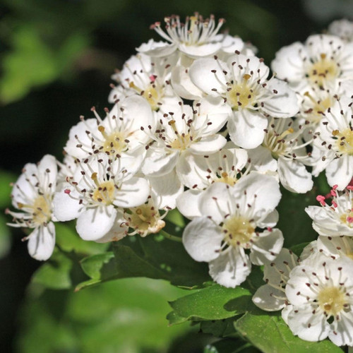 Audubon® Native Hawthorn Trees | Eartheasy.com