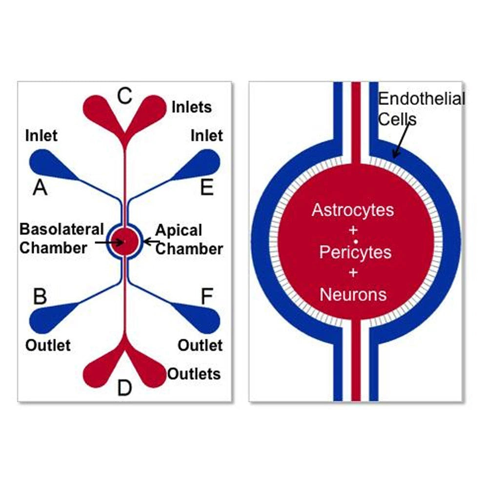 Modèle de Barrière Hémato-Encéphalique SynBBB - Darwin Microfluidics