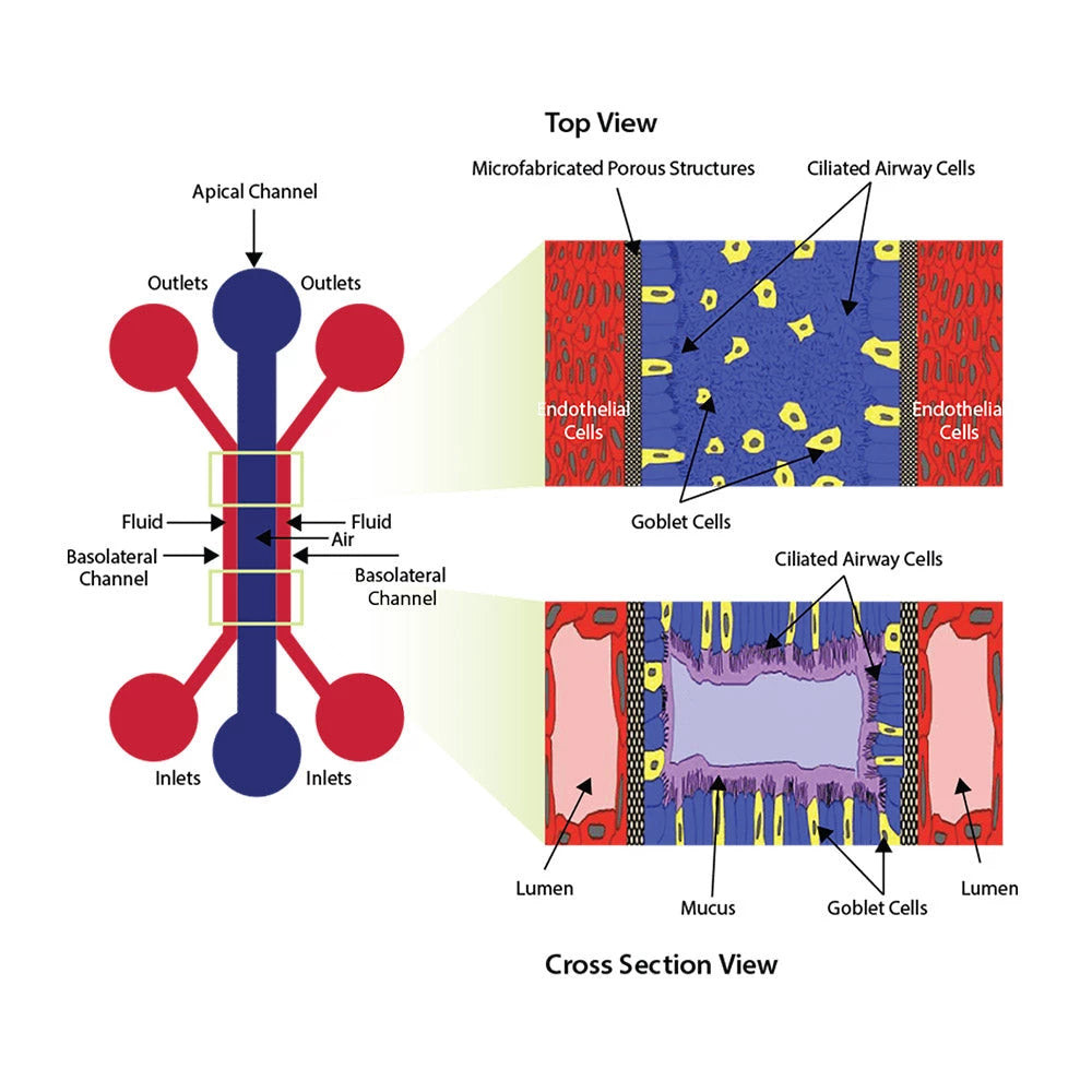 SynALI Air-Liquid Interface Lung Model - Darwin Microfluidics