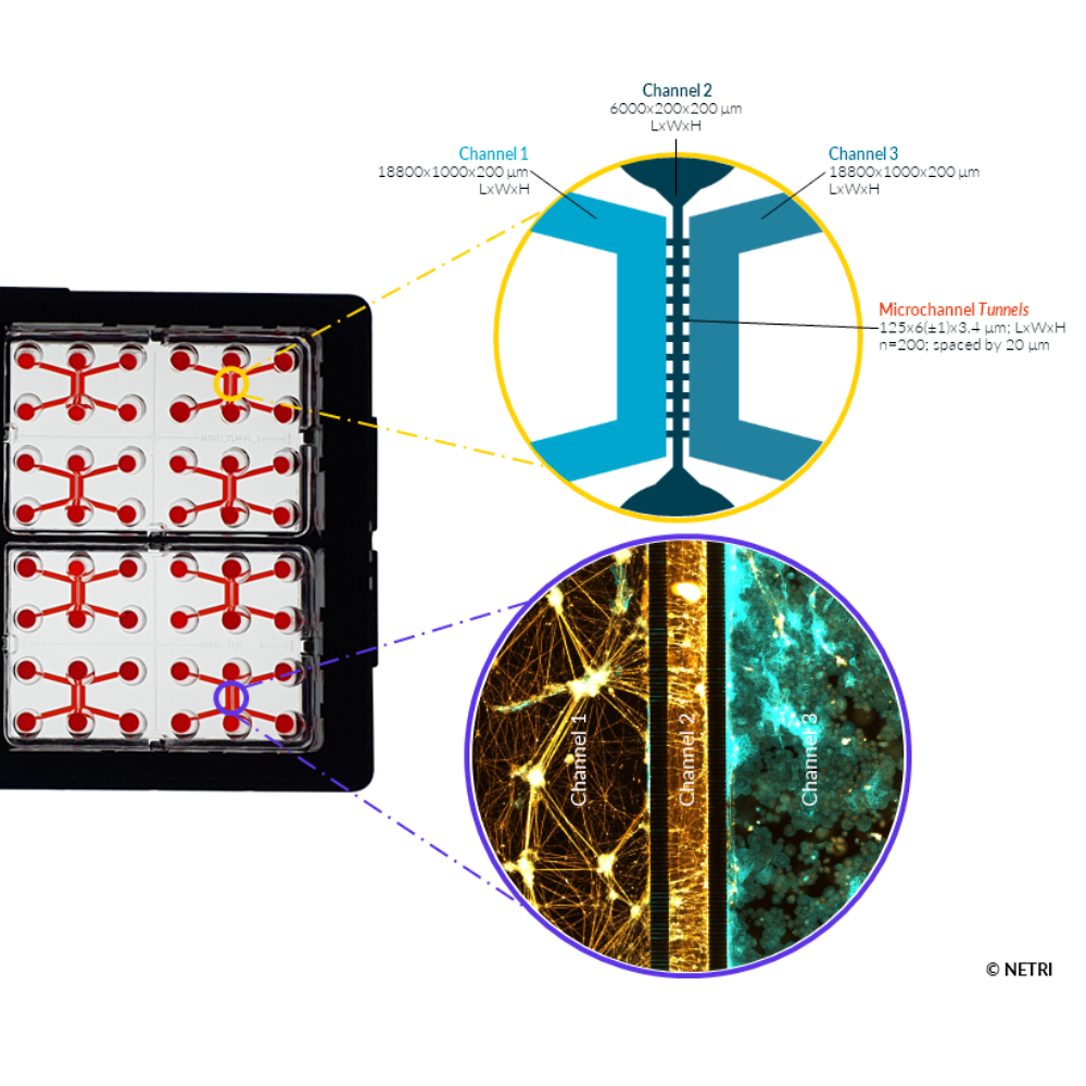 NETRI – Neurons-On-Chip for Neuroscience