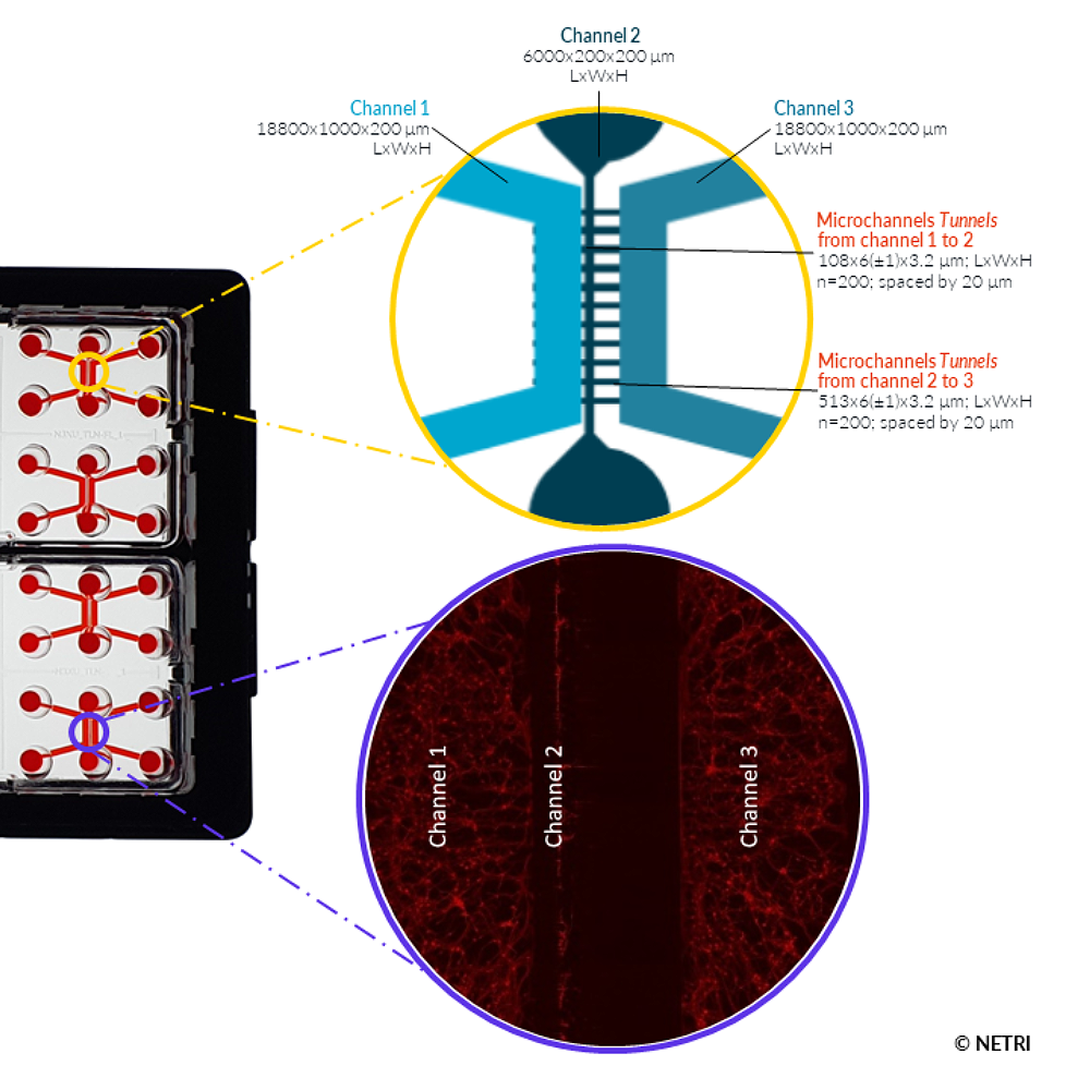 NETRI – Neurons-On-Chip for Neuroscience