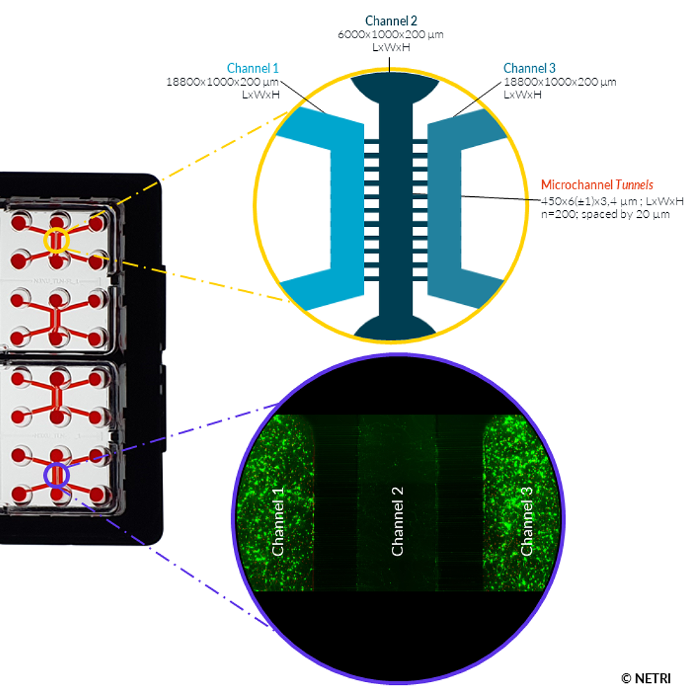 NETRI – Neurons-On-Chip for Neuroscience