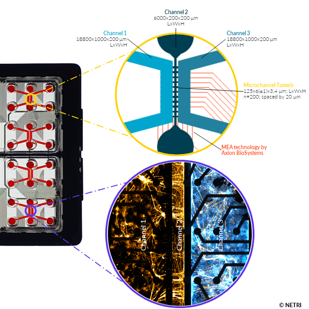 NETRI – Neurons-On-Chip for Neuroscience