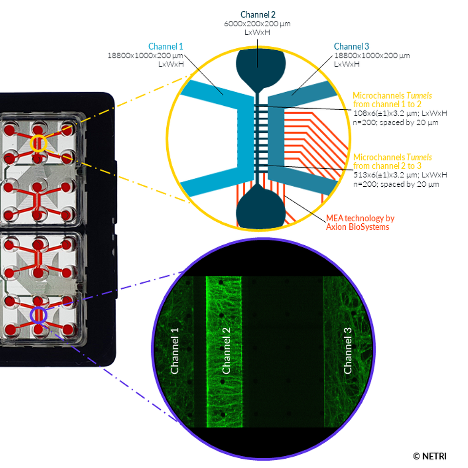NETRI – Neurons-On-Chip for Neuroscience