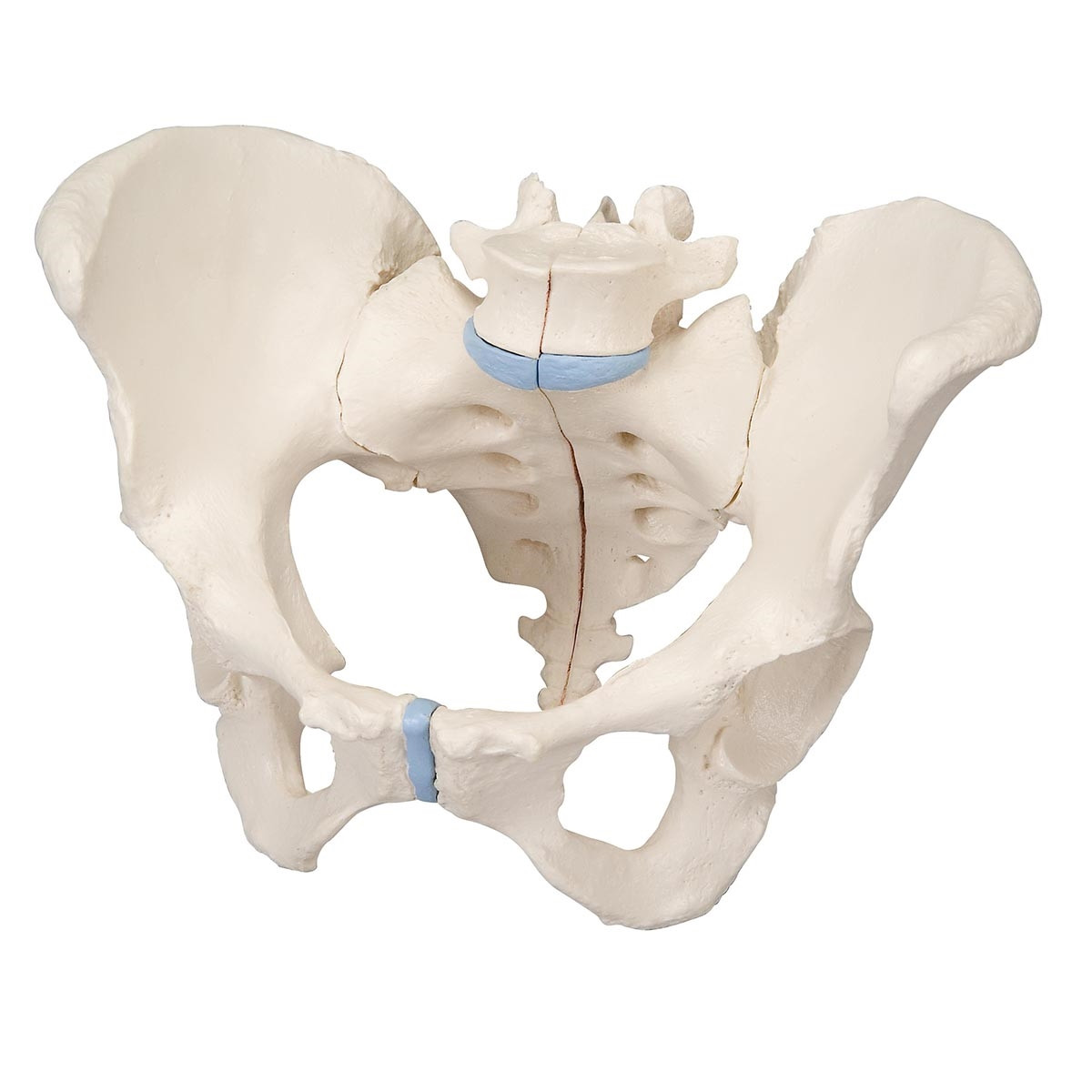 Male and Female Genital Models & Pelvic Models for Training