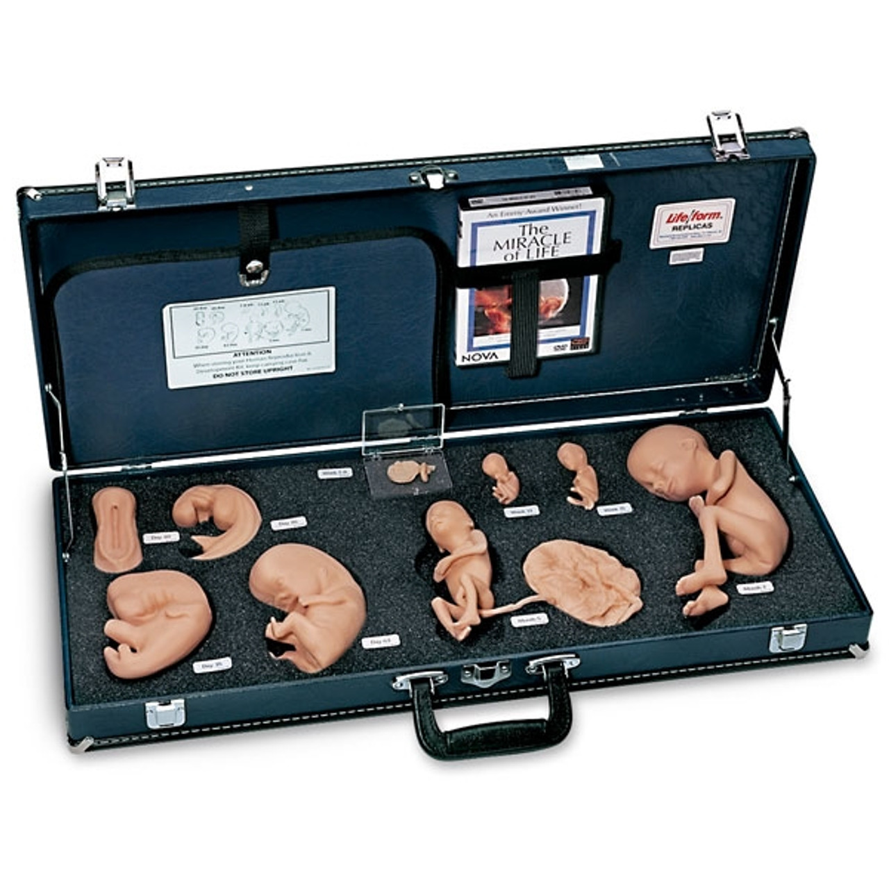 Fetal Models | Fetal Model Set | Cascade Health Care
