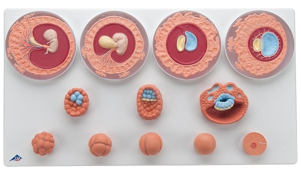 Embryonic Development Models, 3B Scientific No Sales Tax Cascade HealthCare