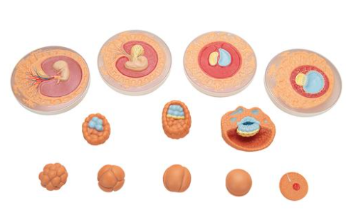 Embryonic Development Models, 3B Scientific No Sales Tax Cascade HealthCare