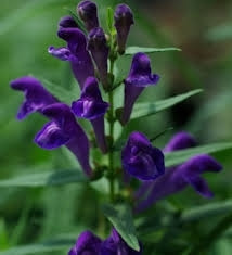 Scullcap by WishGarden Single Herb Tinctures