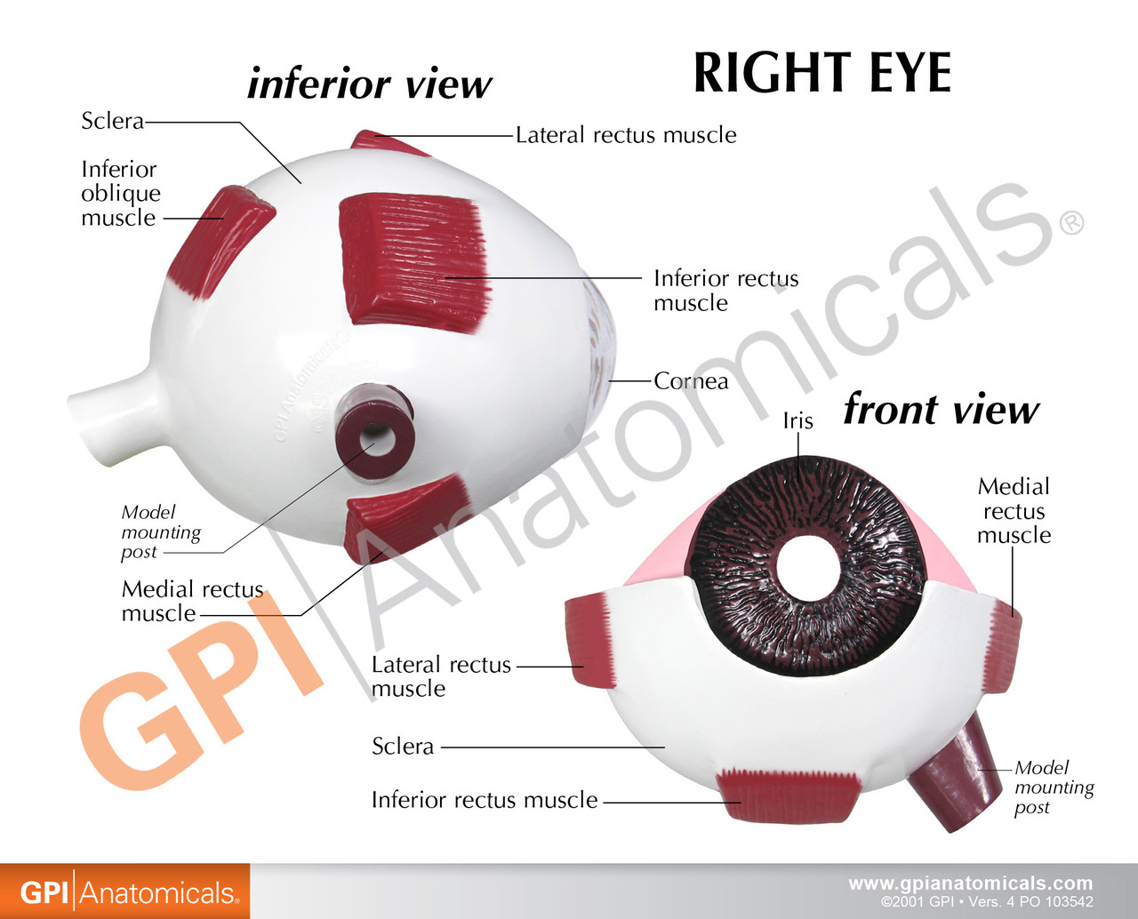 Eye Model Oversized, 3B Scientific No Sales Tax Cascade HealthCare