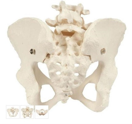 Vinyl Pelvic Model Adjustable, 3B Scientific