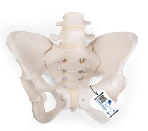 Male and Female Genital Models & Pelvic Models for Training